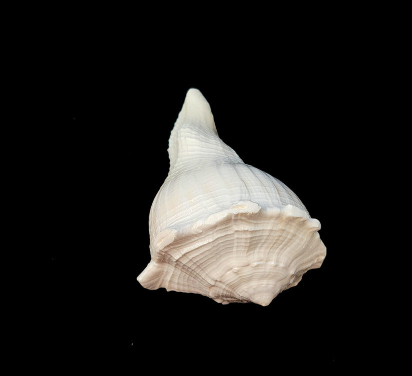 Natural Shank/Laxmi Shank for Pooja, Right Handed Conch Shell, 3.75 ...