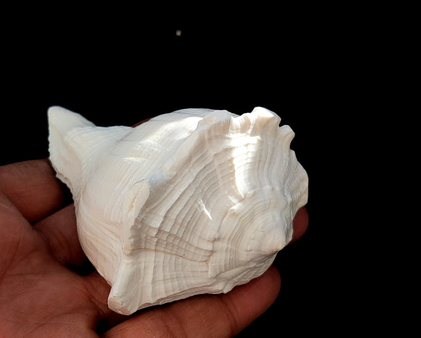Natural Shank/Laxmi Shank for Pooja, Right Handed Conch Shell, 3.75 ...